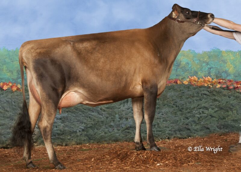 Iatola Twilight Ex-90